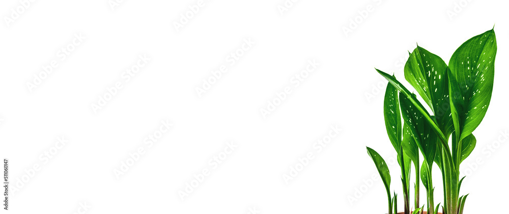 Calla Black Magic in a plant pot isolated on white background ...