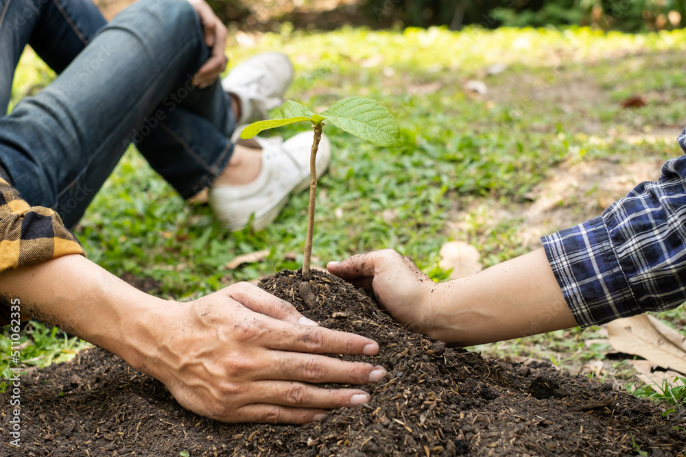 The hands of two people help each other are planting young seedlings on ...