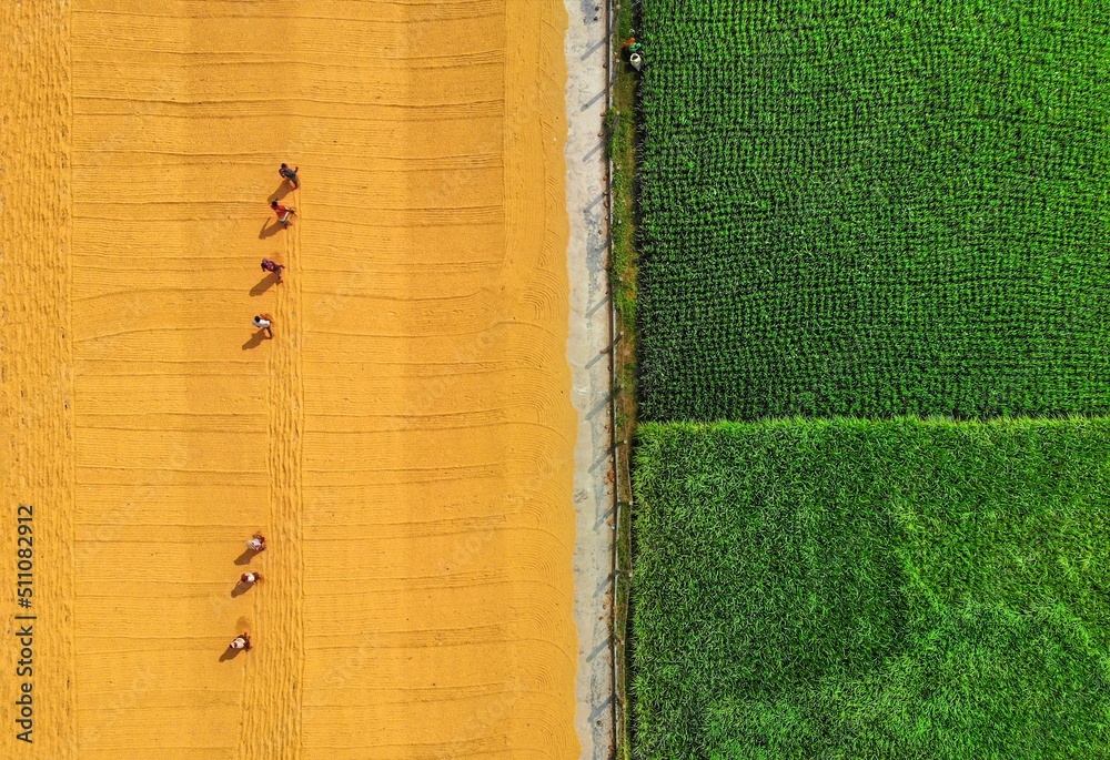 Workers working in small rice mill. Rice, paddy grain drying in sun ...