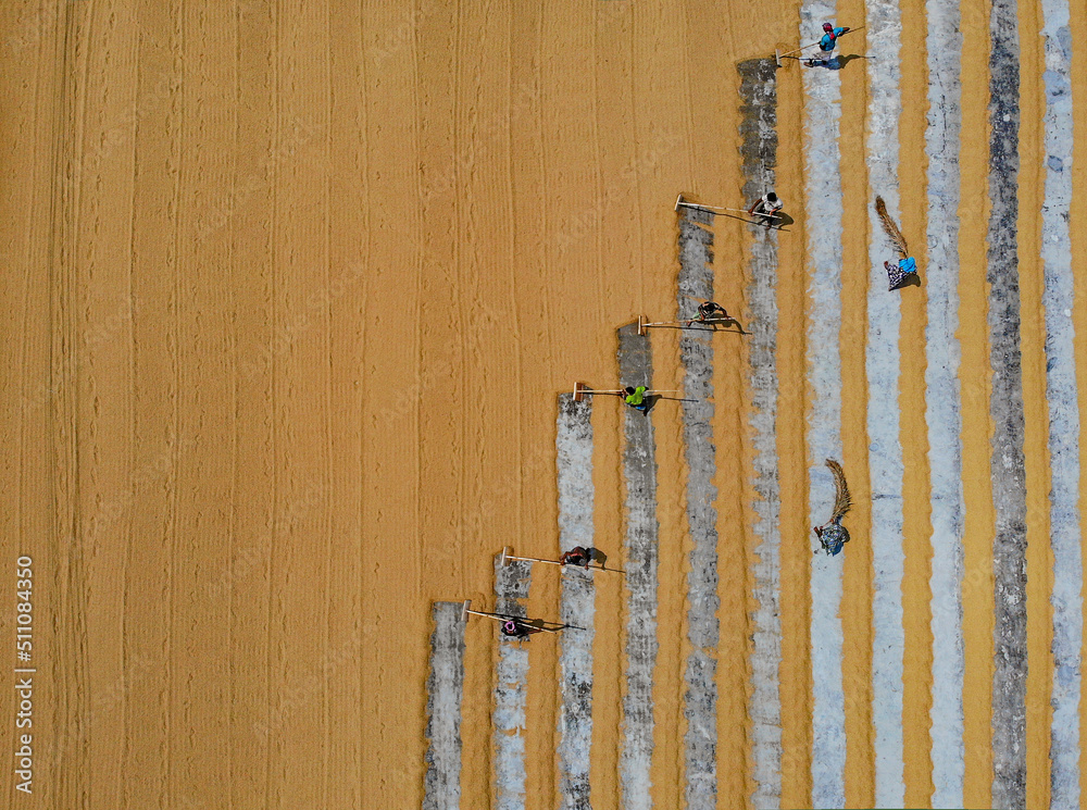 Workers working in small rice mill. Rice, paddy grain drying in sun ...