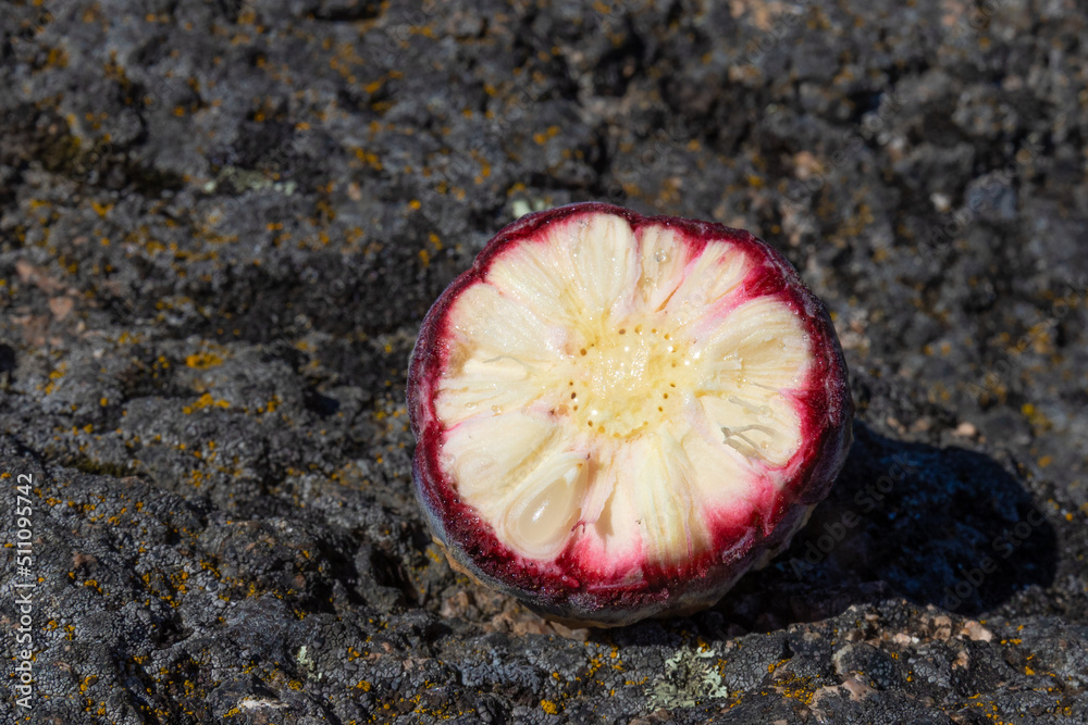 Juicy white core of a young cedar cone cut in half. Unripe cedar cone ...