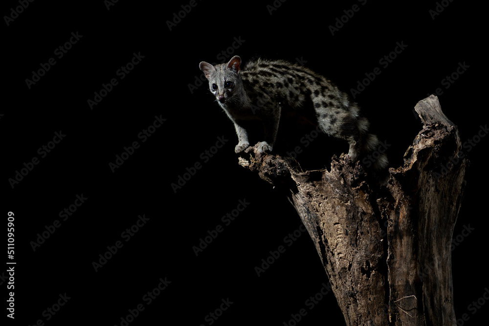 A common genet (Genetta genetta) on a dead poplar Stock Photo | Adobe Stock