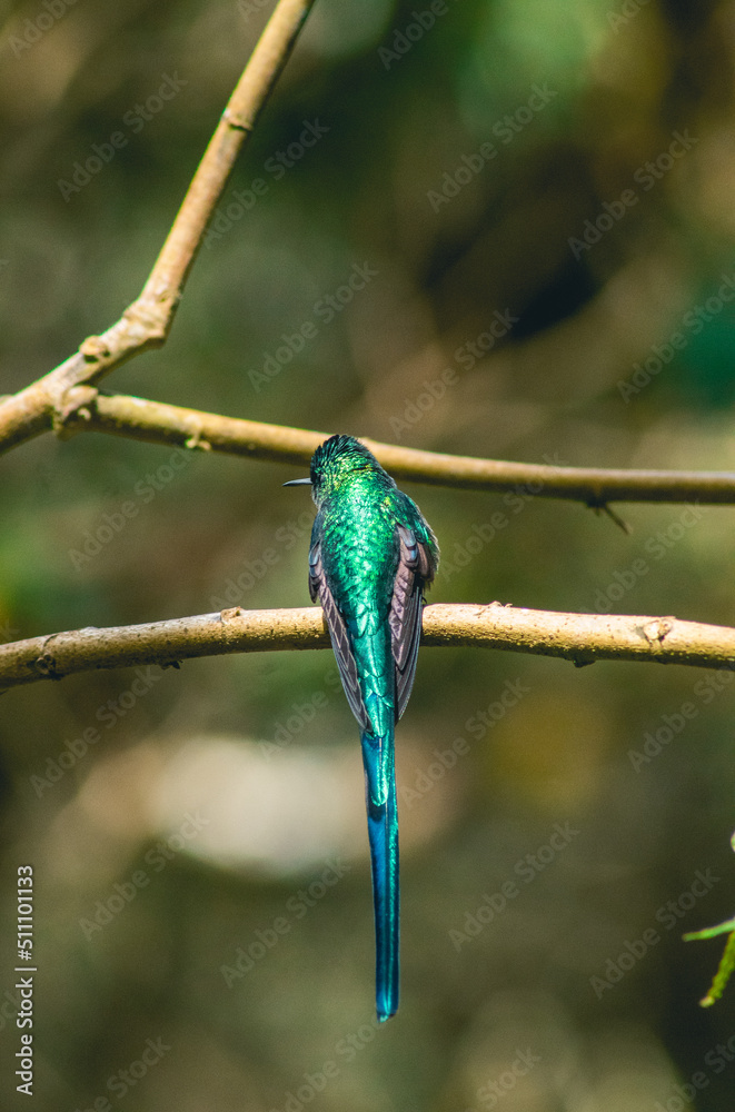 Foto de Hermoso colibrí / colibrí sentado / colibrí en reposo / colibrí ...