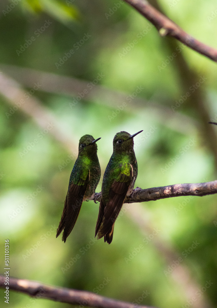 Hermoso colibrí / colibrí sentado / colibrí en reposo / colibrí / aves ...
