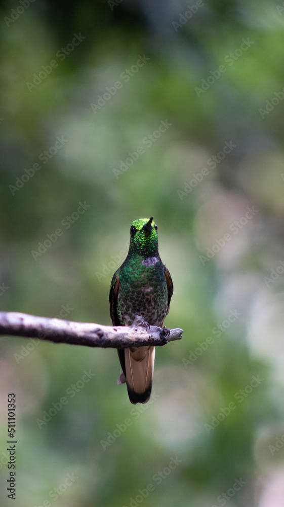 Hermoso colibrí / colibrí sentado / colibrí en reposo / colibrí / aves ...