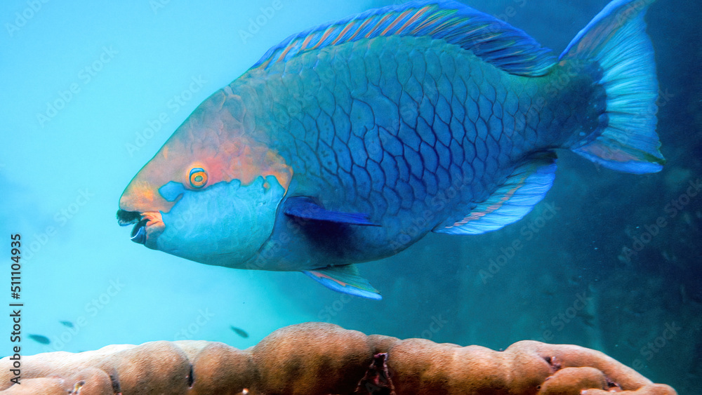 Underwater photo of blue Queen parrotfish swimming among coral reef ...
