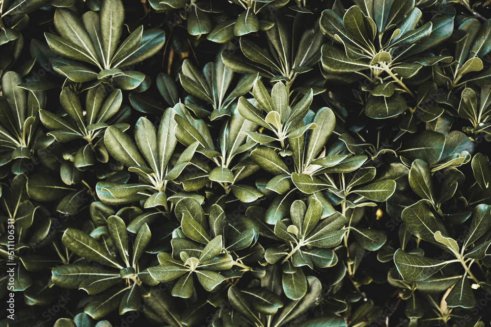 Texture grass. Pattern texture of leaves. Plants texture for designers ...