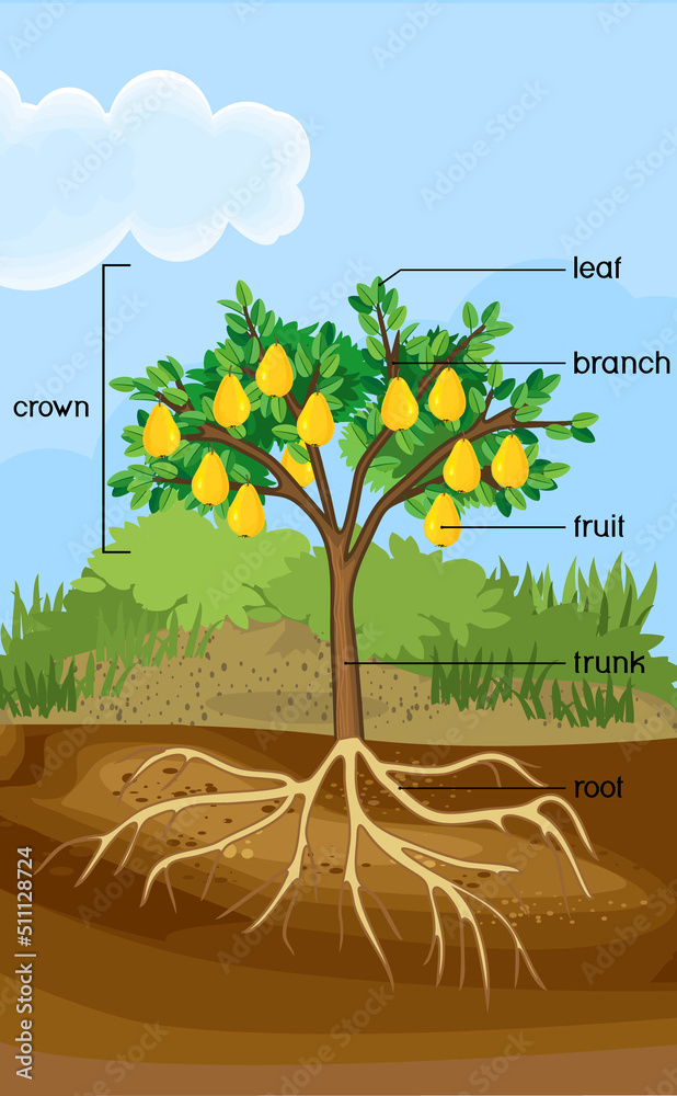 Parts of plant. Morphology of pear tree with root system, leaves ...