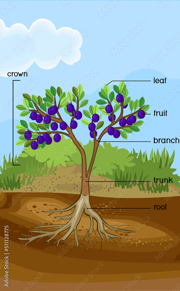 Parts of plant. Morphology of plum tree with root system, leaves ...