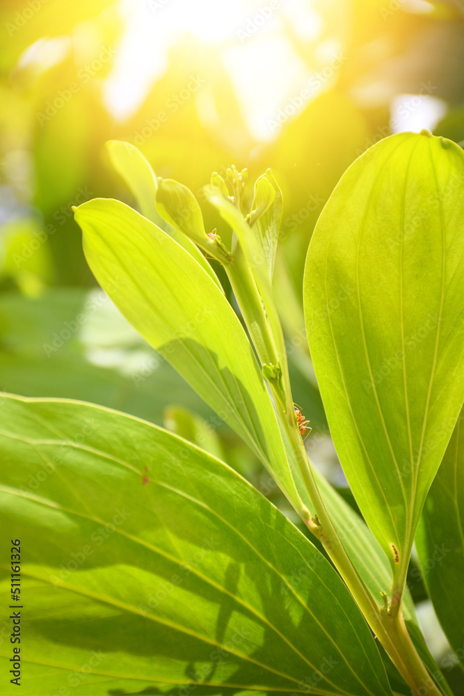 Beautiful Green tree, Sydney Australia, bright green Earleaf acacia ...