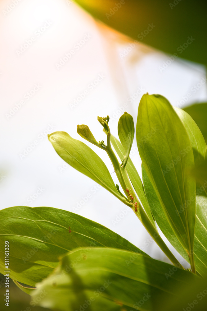 Beautiful Green tree, Sydney Australia, bright green Earleaf acacia ...