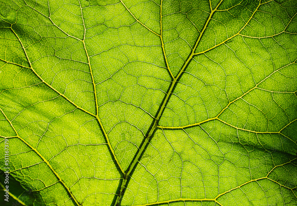 Texture, background of a leaf with curved lines of a perennial green ...