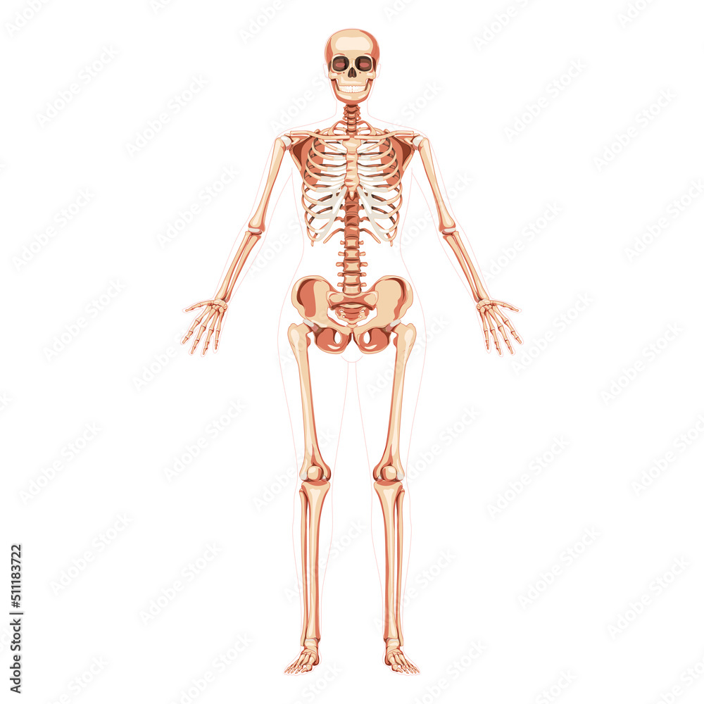 Women Skeleton Human body bones of female concept with open hands. Lady ...