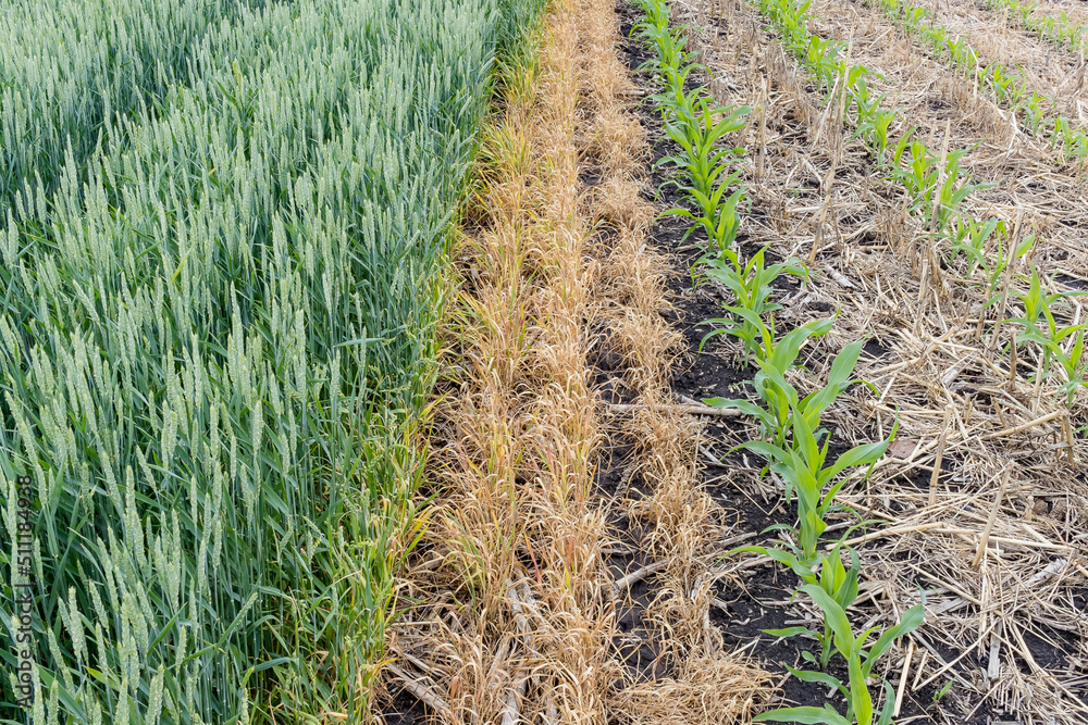 Winter wheat of the left with some rows of herbicide damage next to ...