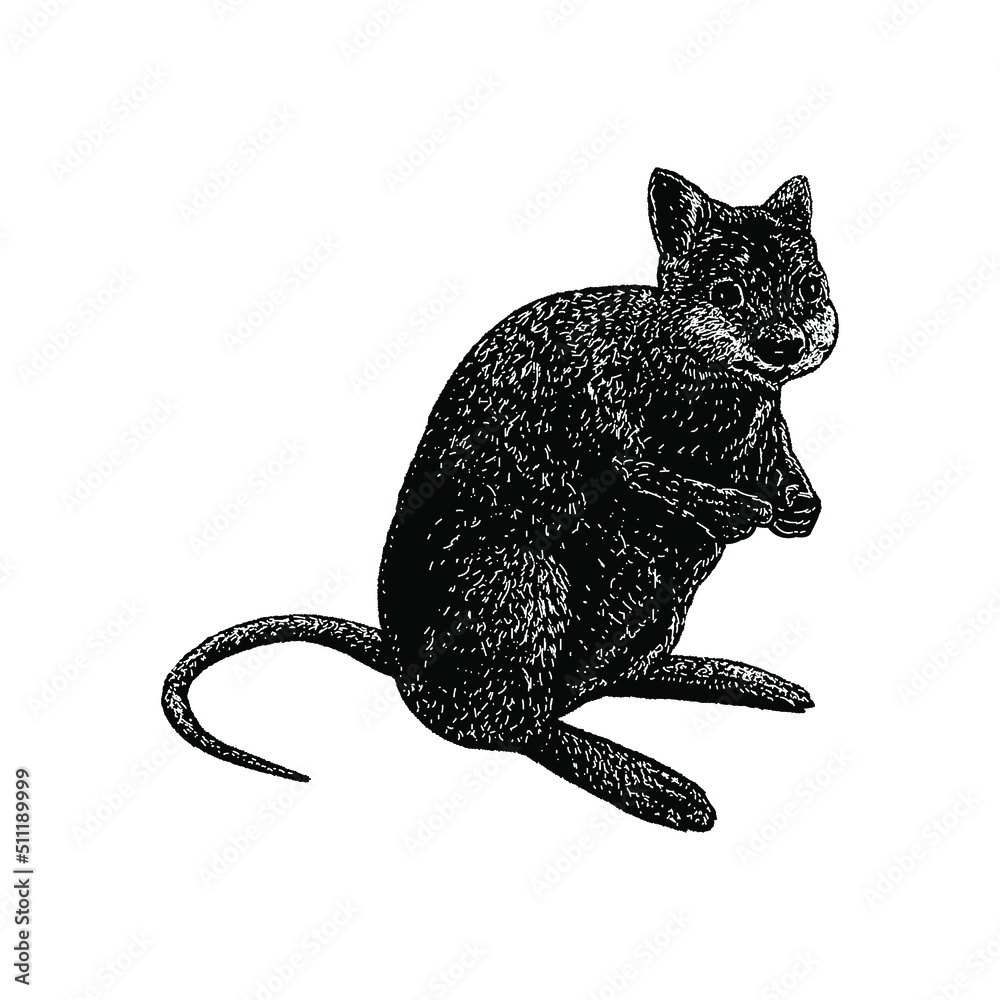 Quokka hand drawing vector illustration isolated on background Stock ...