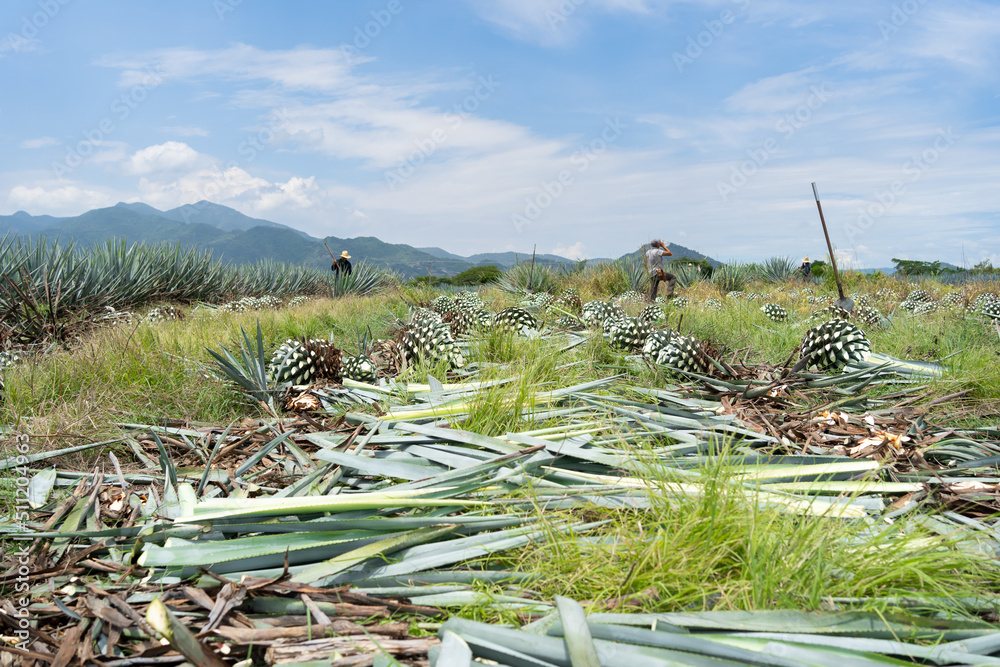 Los trabajadores están cortando o jimando las plantas de agaves para ...