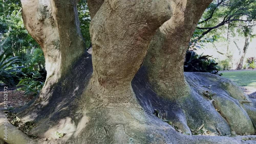 Vidéo Stock Panned view of the swollen base of the huge trunk of a ...