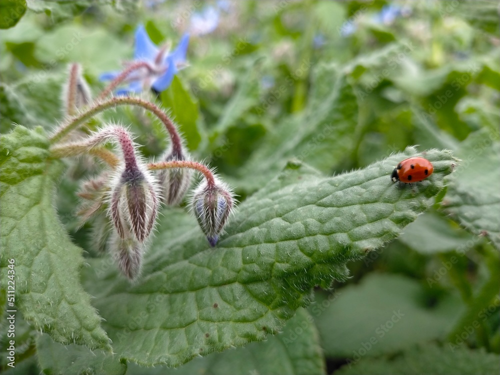 Macro of a ladybug (coccinella magnifica) on borage leaves eating ...