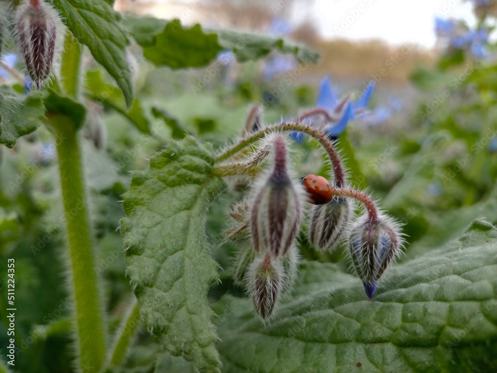 Macro of a ladybug (coccinella magnifica) on borage leaves eating ...