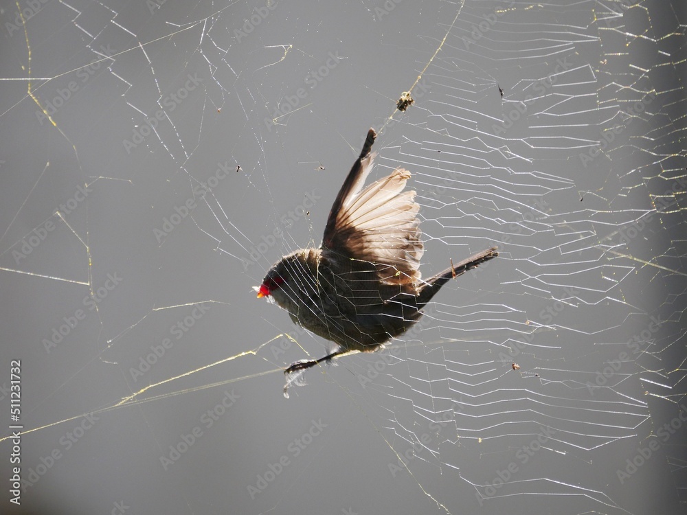 Gray bird with red beak caught in spider web (before being freed by ...