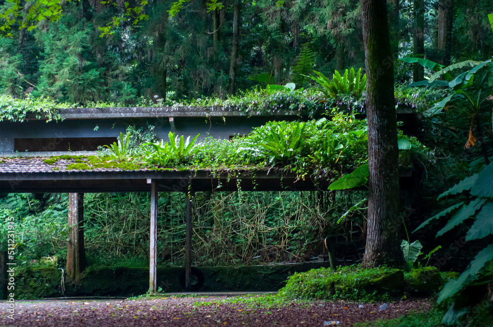 forest, tree-lined, parking lot, cool, shade, carport Stock Photo ...