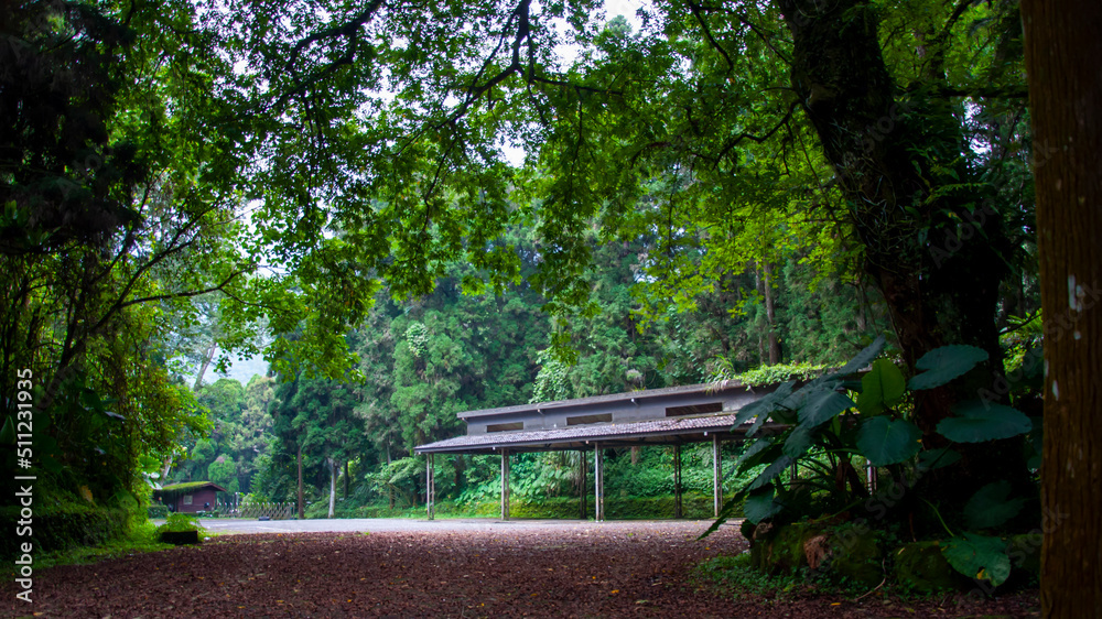 forest, tree-lined, parking lot, cool, shade, carport Stock Photo ...