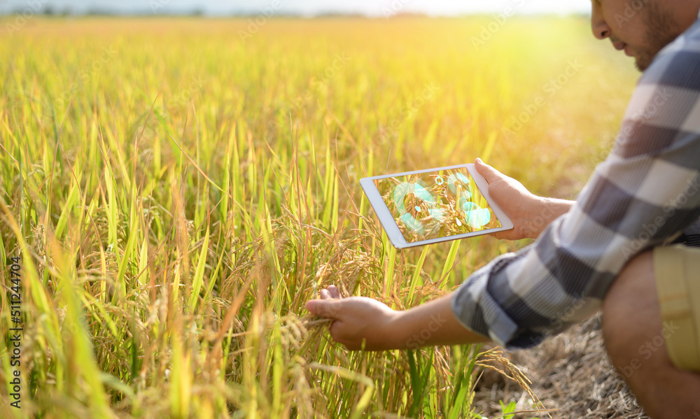 A farmer sitting in the rice field and using a tablet. Modern ...