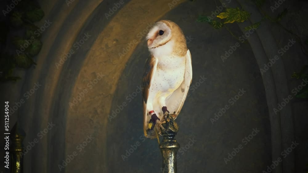 Vidéo Stock Portrait beautiful white bird barn owl sits on top of ...