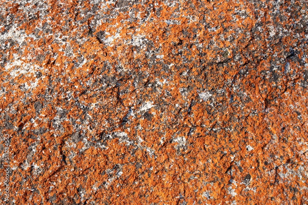 close picture of the red rock from the bay of fires in Tasmania. This ...