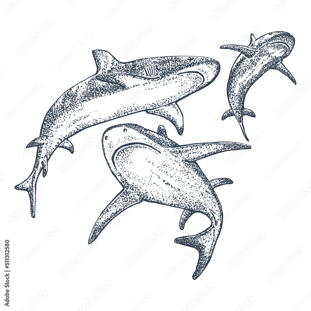 Set of hand drawn sharks isolated on white background. Hand drawn with ...