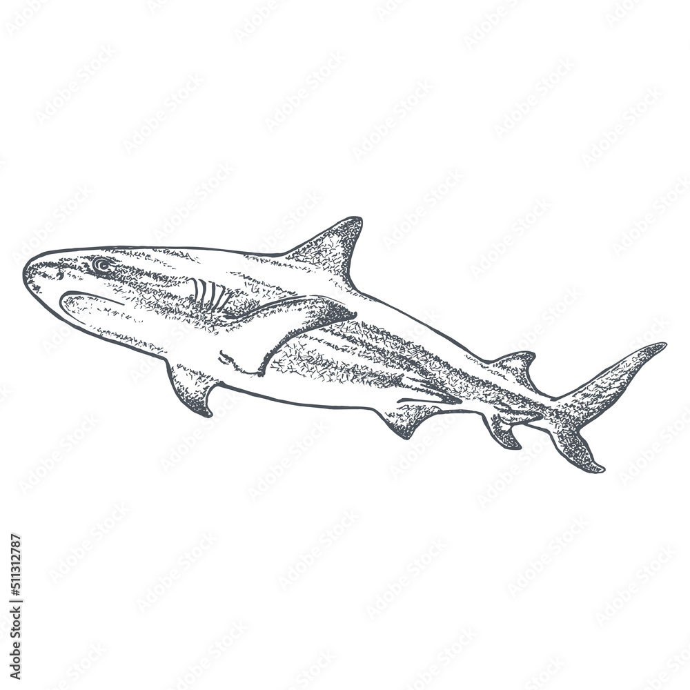 Shark vector illustration. Hand drawing with pen and ink illustration ...