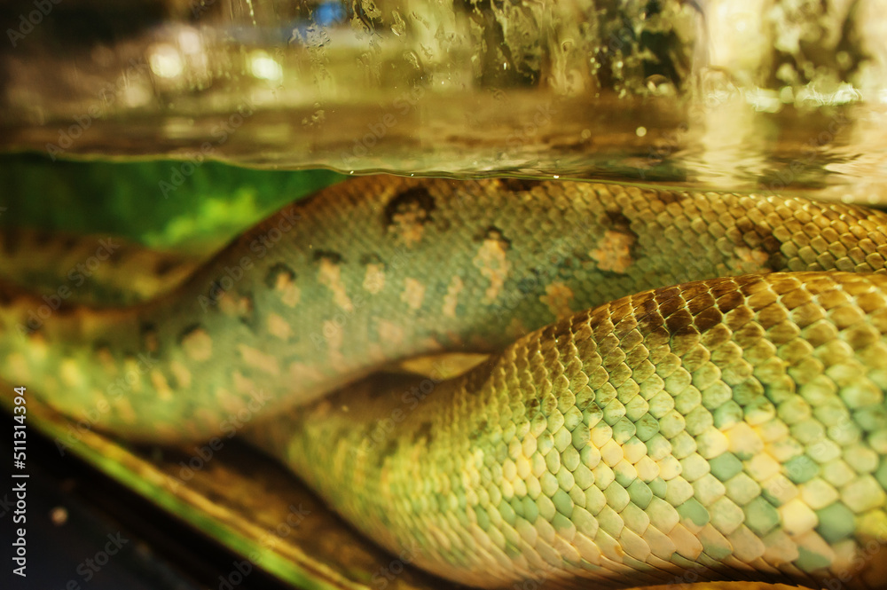 Anaconda water Boa snake at aquarium. Stock Photo | Adobe Stock