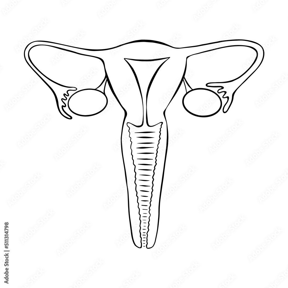 Female reproductive system. Doodle internal organ. Vector illustration ...