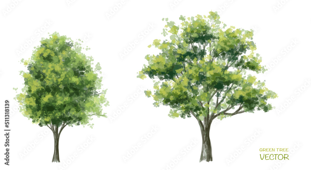 Vector watercolor of tree side view isolated on white background for ...