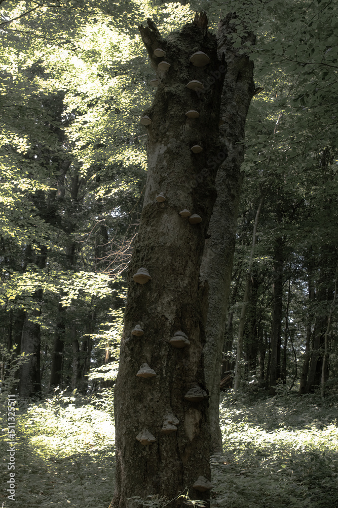 Hubbed tree, Polyporales, Basidiomycota, Ascomycota. A lot of hub on ...