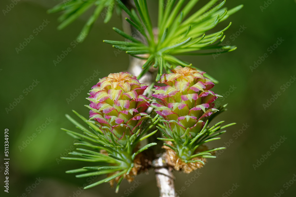 Pinus Staminate Strobili