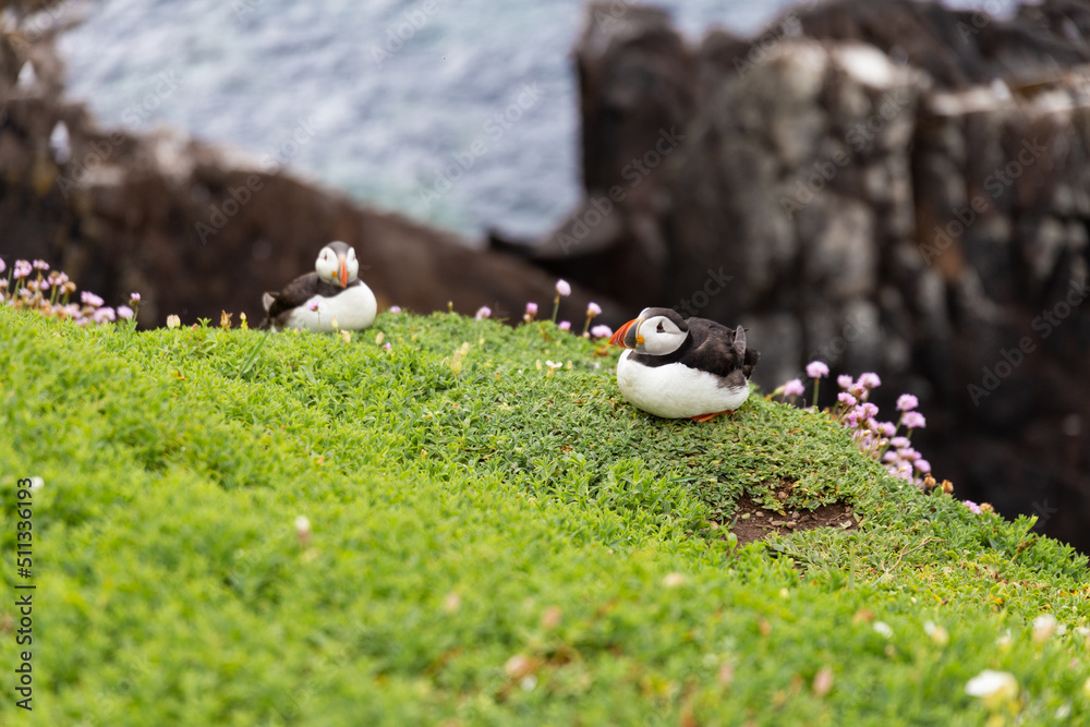 Puffins couple resting on a green grass, surrounded by pink flowers ...