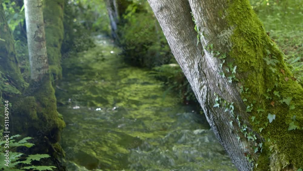 Rivière au milieu d'une forêt . ruisseaux sauvage entre les arbres d'un ...