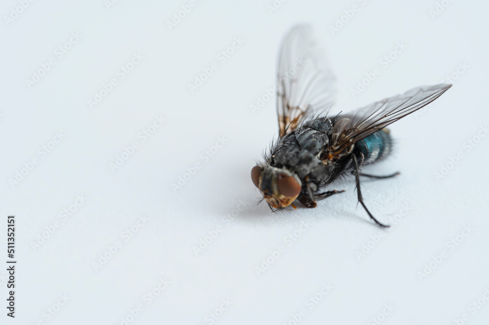 The domestic spit fly (Calliphora vomitoria) is a species of insect in ...