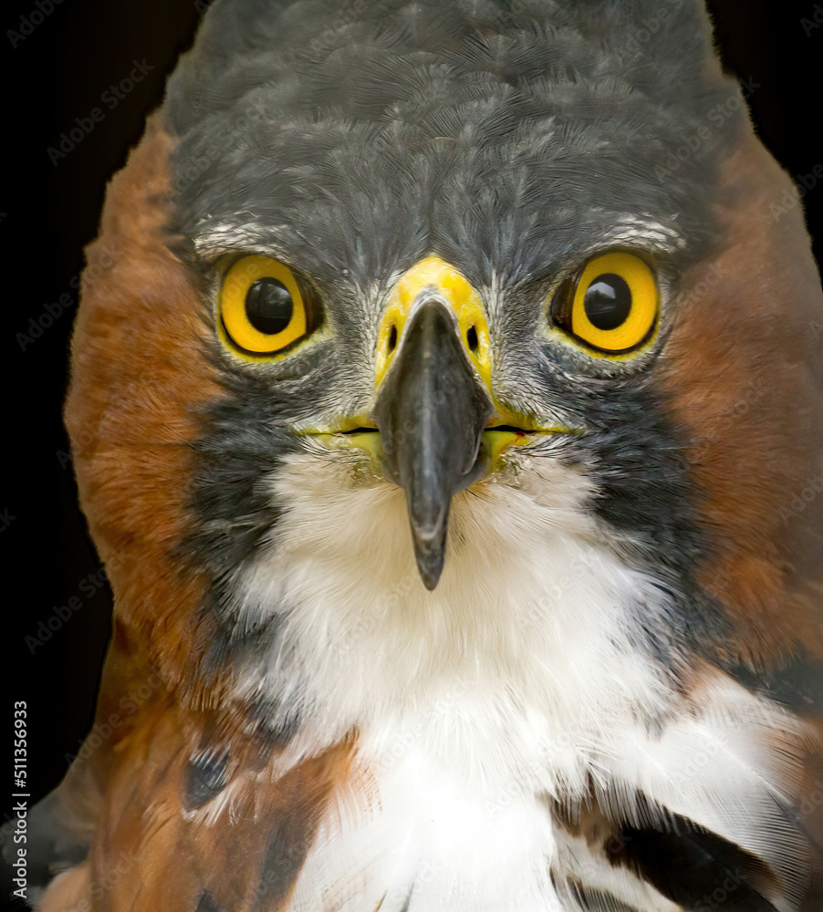 Ornate Eagle Hawk Eagle. The ornate hawk-eagle is a bird of prey from ...
