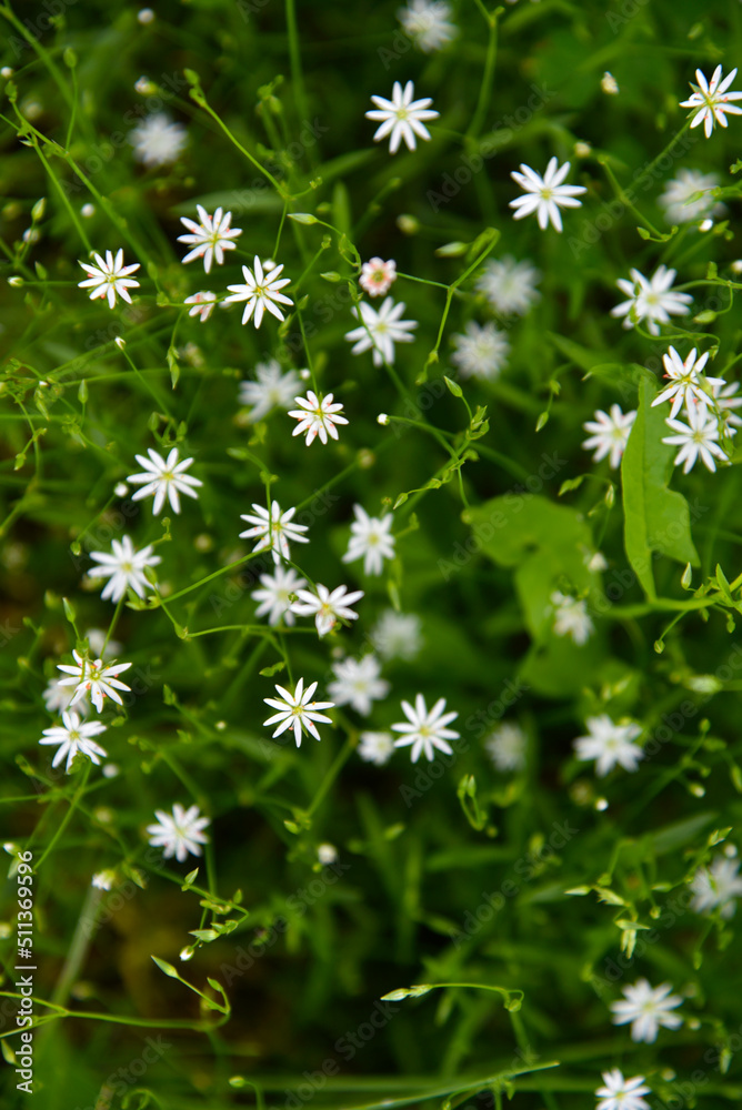Stellaria graminea is a plant species of the genus Stellaria Stellaria ...