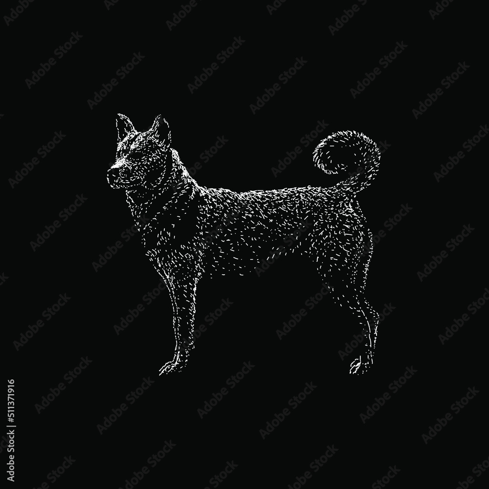 Canaan Dog hand drawing vector illustration isolated on black ...