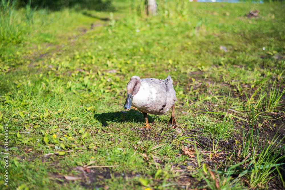 Evil walking duck. The duck attacks. The wild duck runs forward ...