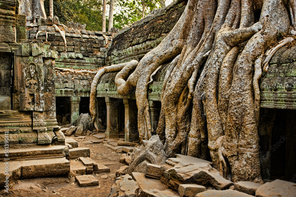 Ficus Strangulosa tree growing over the ancient ruins of Cambodia Stock ...