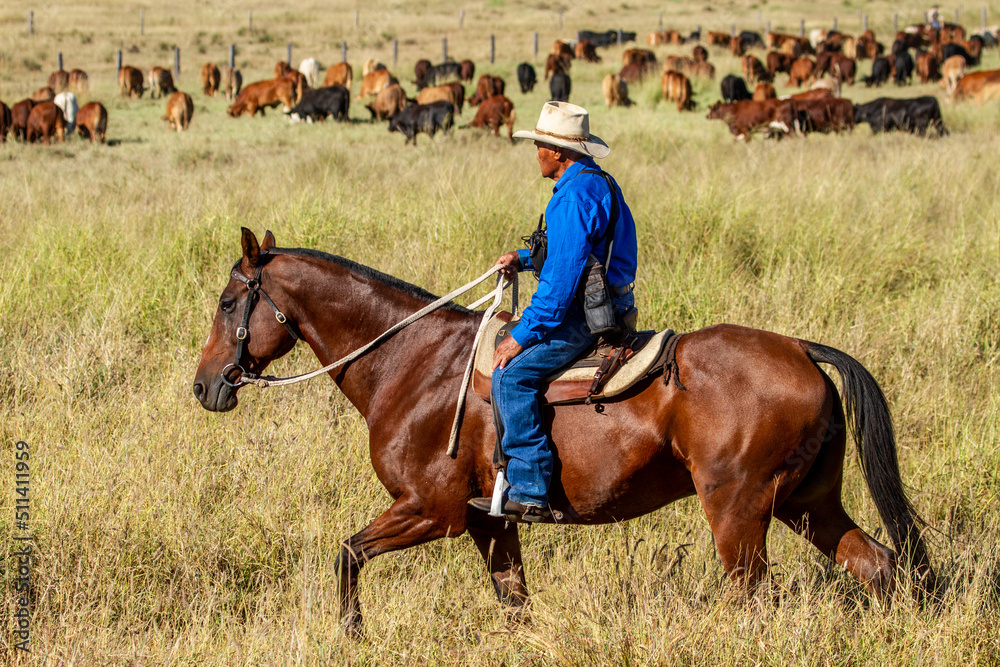 Foto de An aboriginal stockman riding horse around a mob of cattle. do ...