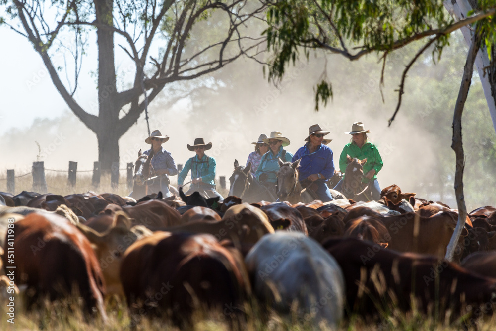 Cattle men and women on horses mustering a mob of cattle. among gum ...