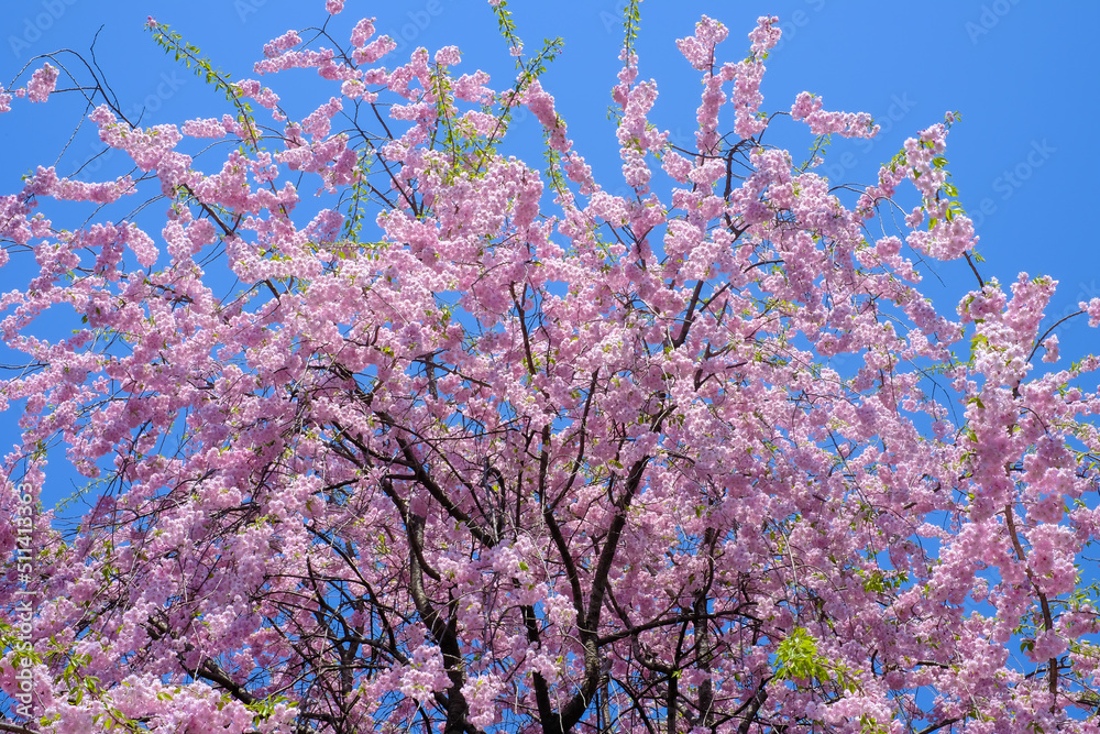 Fotka „Weeping cherry tree(Shidarezakura) at Morioka castle ruins park ...
