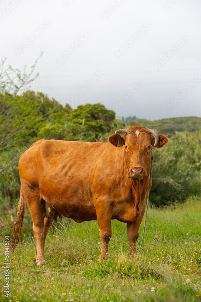 reddish brown Ramo Grande female cow with horns standing in field of ...