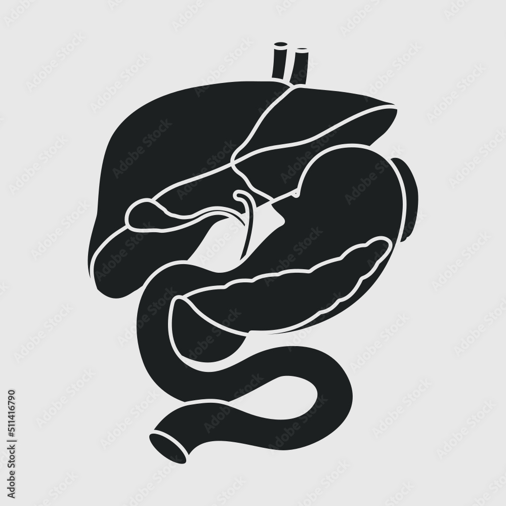 Human Liver Anatomy Silhouette SVG Cut File, Human Liver Svg, Human ...