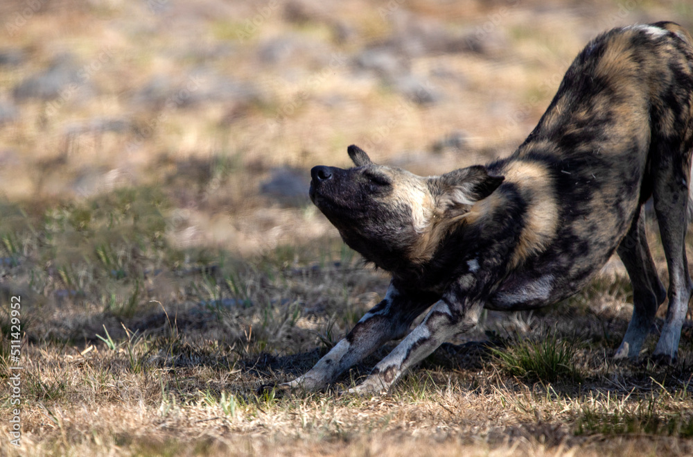 Wild dog waking up from a nap with the pack and getting ready to go ...